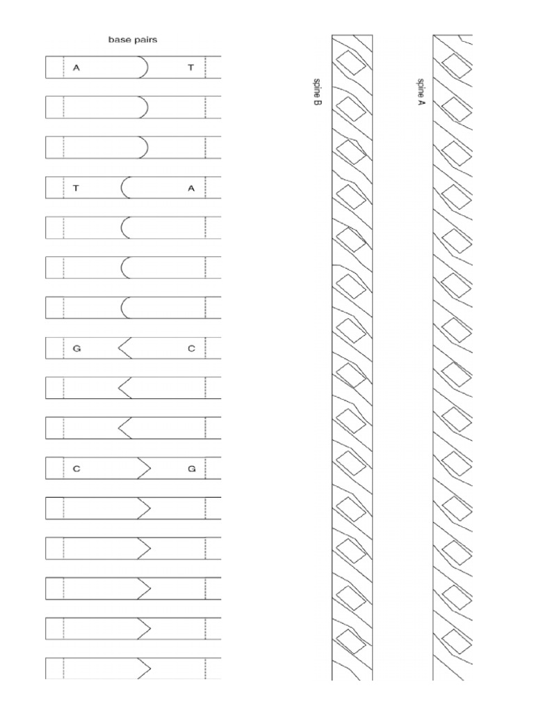 DNA and Chromosomes DIY Model | PDF