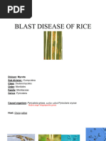 NSIC Seed Variety Catalogue 2023 | PDF | Rice | Organisms