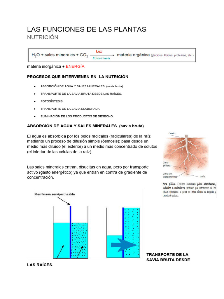 Las Funciones de Las Plantas | PDF | Raíz | Estoma