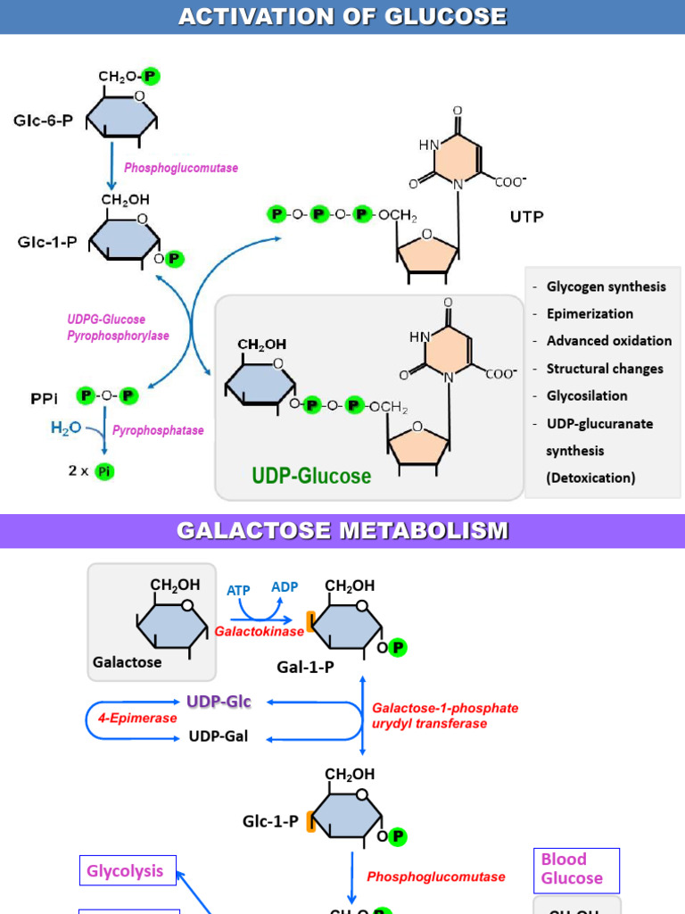 5 Galactose Fructose - PPT 2016 | PDF | Fructose | Glucose