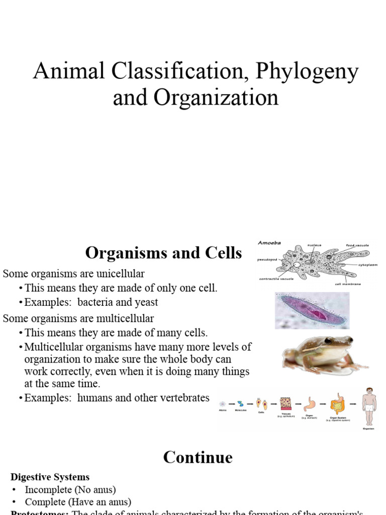 Animal Classification, Phylogeny and Organization | PDF | Anatomical ...