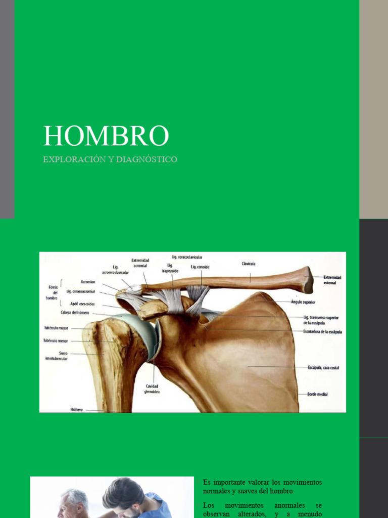 HOMBRO | PDF | Hombro | Anatomía humana