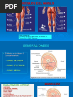 Anatomía de los Músculos Mediales del Muslo | PDF | Extremidades ...