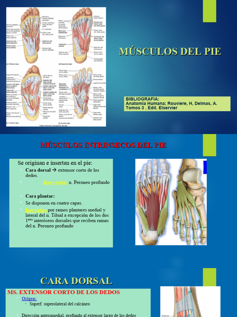 Músculos Del Pie | PDF | Dedo del pie | Pie