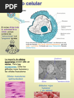 Clase#2 Dotación Cromosomica. | PDF | Cromosoma | Biología Celular)