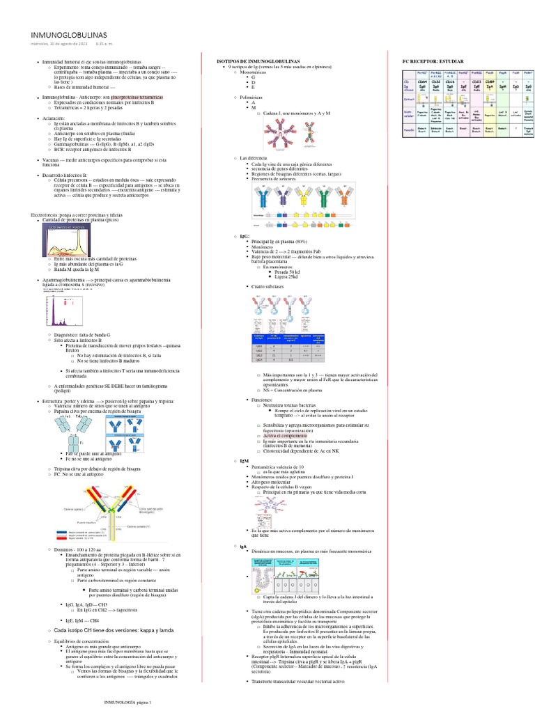 Inmunoglobulinas Pdf Anticuerpo Linfocitos