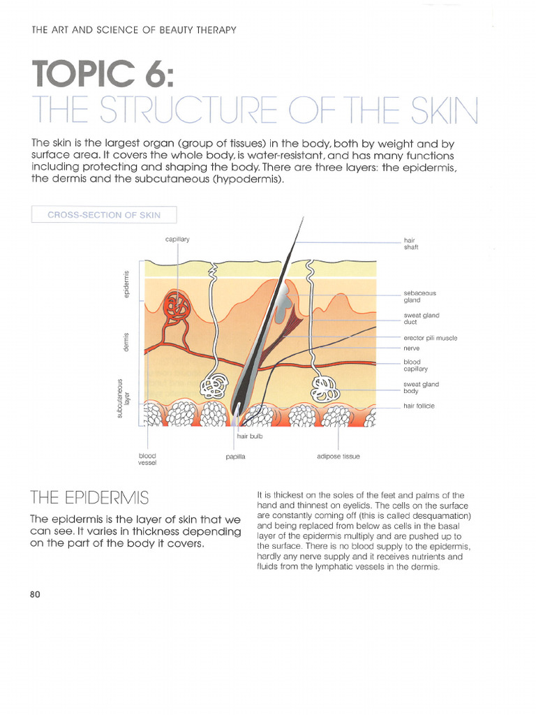 The Structure of The Skin | PDF