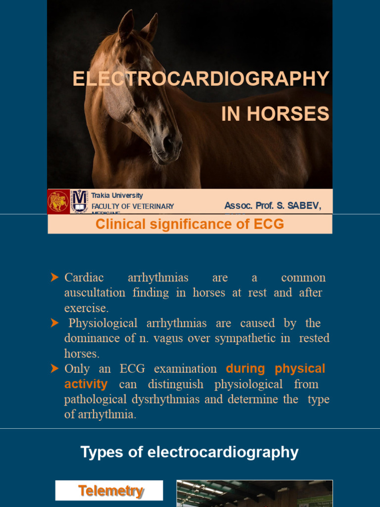ECG Horse | PDF | Electrocardiography | Heart