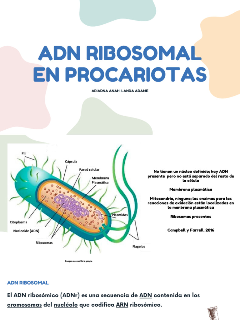 ADN RIBOSOMAL en Procariotas Por ARIADNA ANAHI LANDA ADAME | PDF | Adn ...