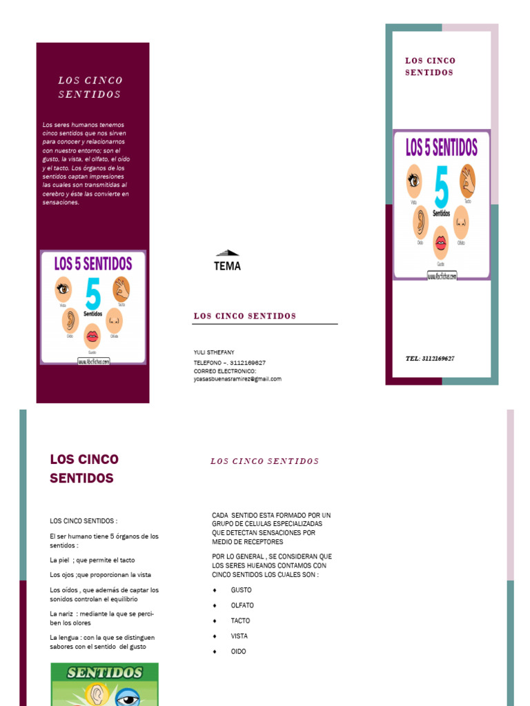 Folleto de Los 5 Sentidos | PDF