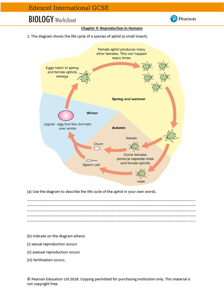 IGCSE Bio Worksheet 9 Reproduction in Humans | PDF | Menstrual Cycle ...