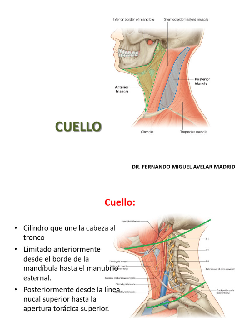 Guias Unificadas Cabeza y Cuello | PDF | Cabeza y cuello humanos | Anatomía humana