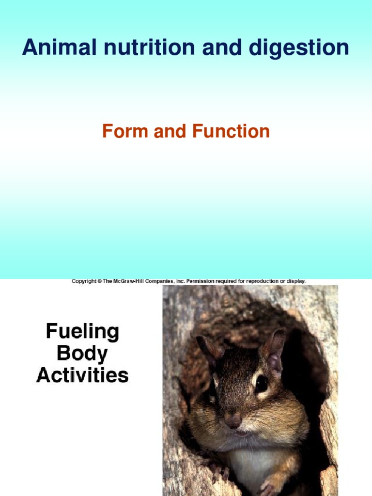 Animal Nutrition and Digestion - Form and Function | PDF | Digestion ...