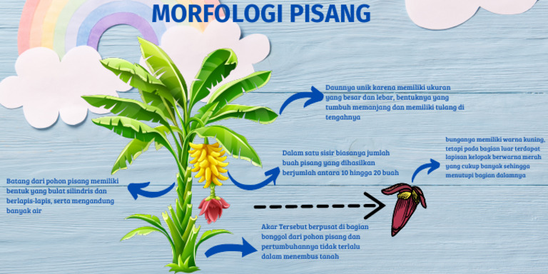 Morfologi Pisang | PDF