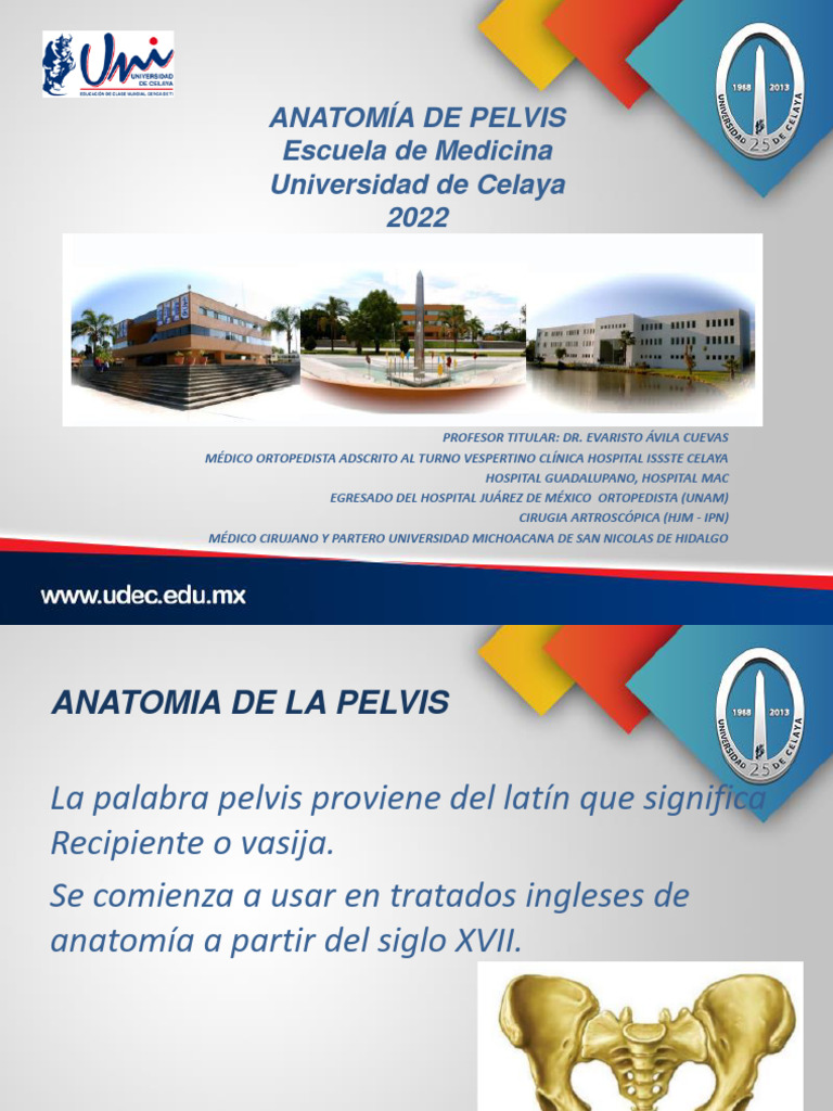 Anatomia De Pelvis Y Miembro Inf 2022 Pdf Pelvis Sistema