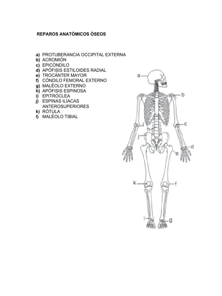Reparos Anatómicos Óseos | PDF