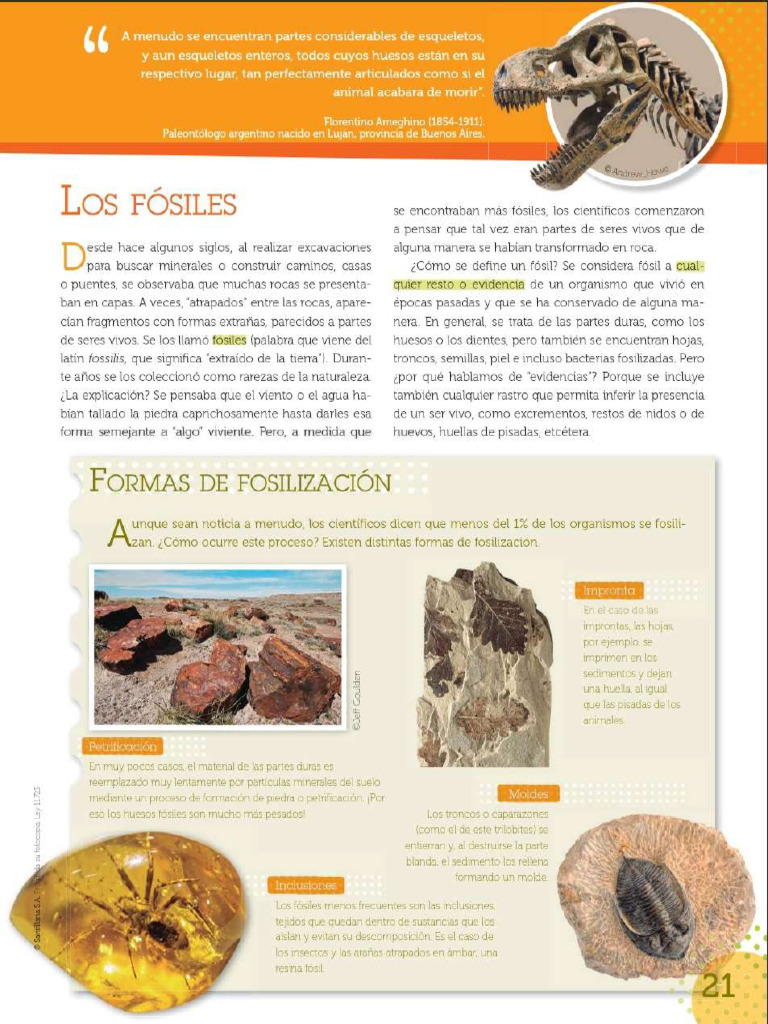 1 - FOSILES Pagina 22 A 25.santillana2 | PDF