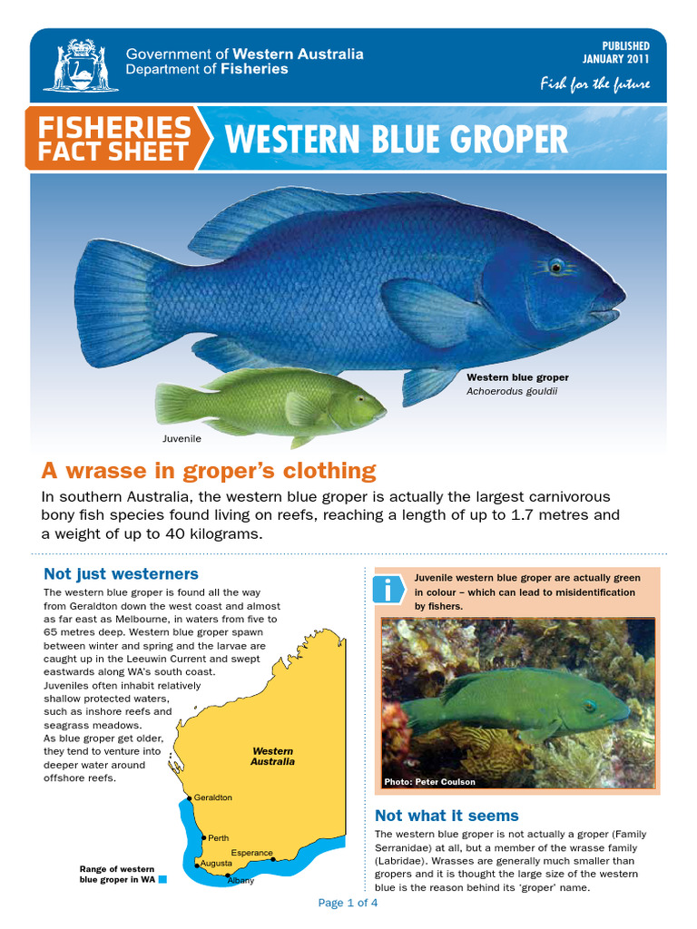 Western Blue Groper Life Cycle and Facts | PDF | Fish | Overfishing
