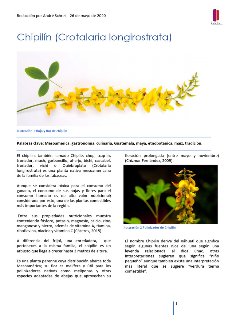 Propiedades y usos del chipilín | PDF | Comida y bebida | Alimentos