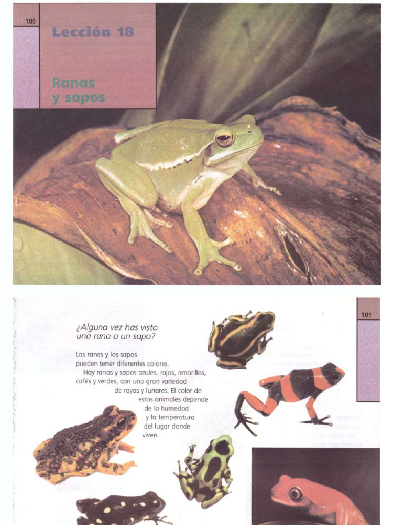 Ranas y Sapos | PDF