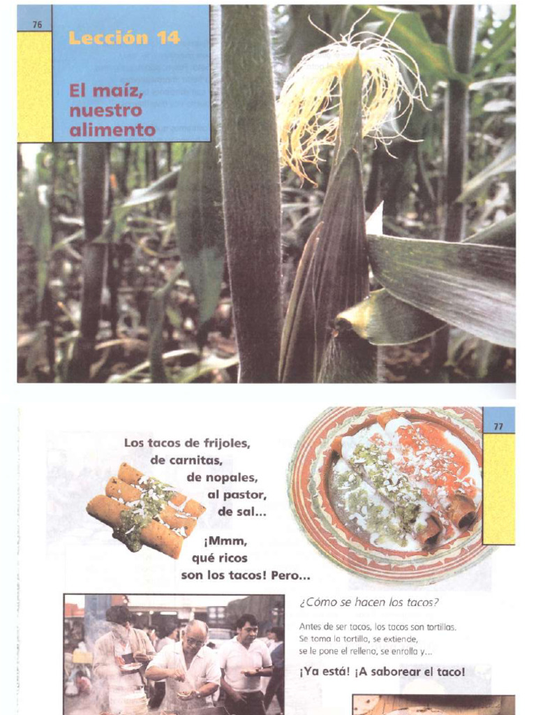 El Maiz, Nuestro Alimento | PDF