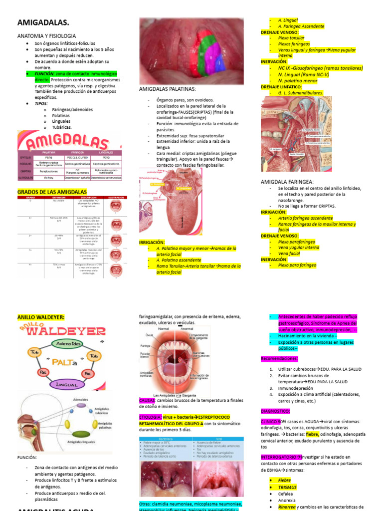 Amigdalitis: Anatomía y Tratamiento | PDF | Lengua | Especialidades Medicas