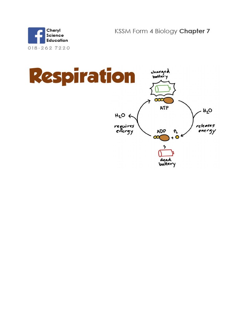 # Form 4 Chapter 7 Cellular Respiration (Student Copy) | PDF | Cellular ...