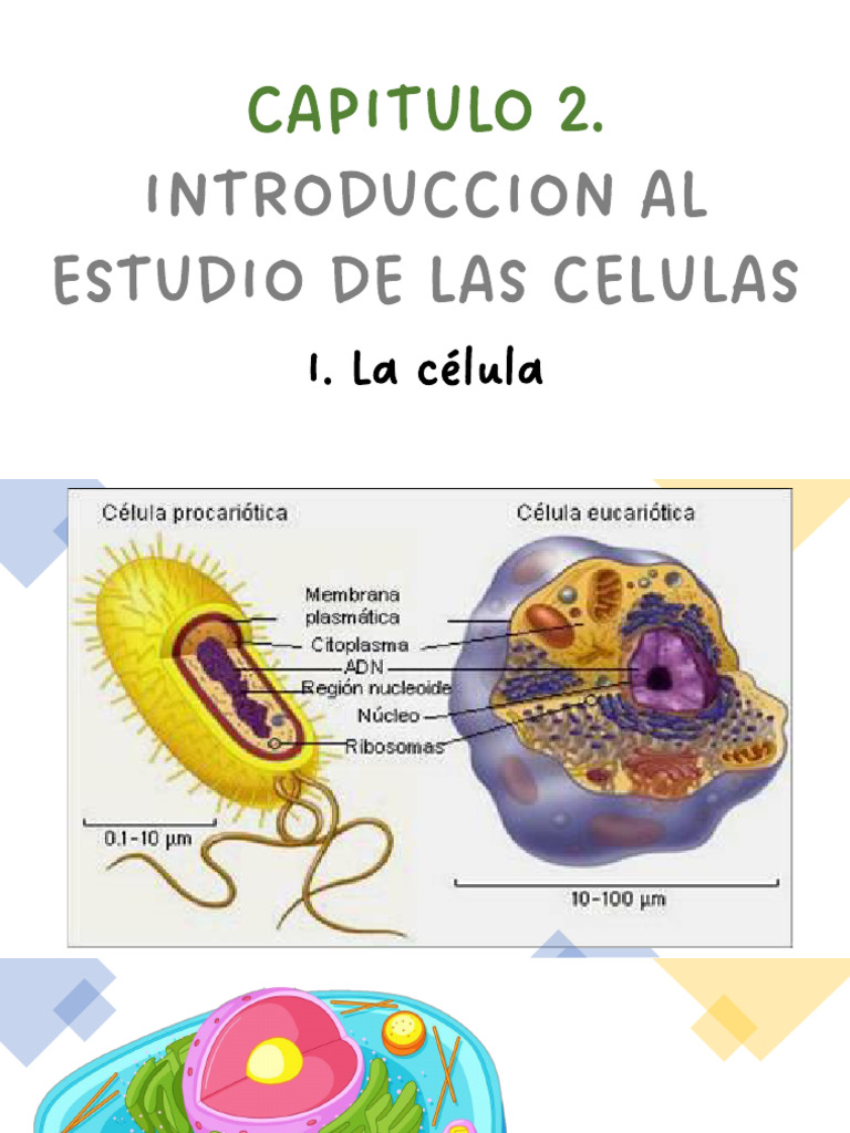 Tema 2. Introduccion Al Estudio de La Celula | PDF | Citoplasma | Biología Celular)