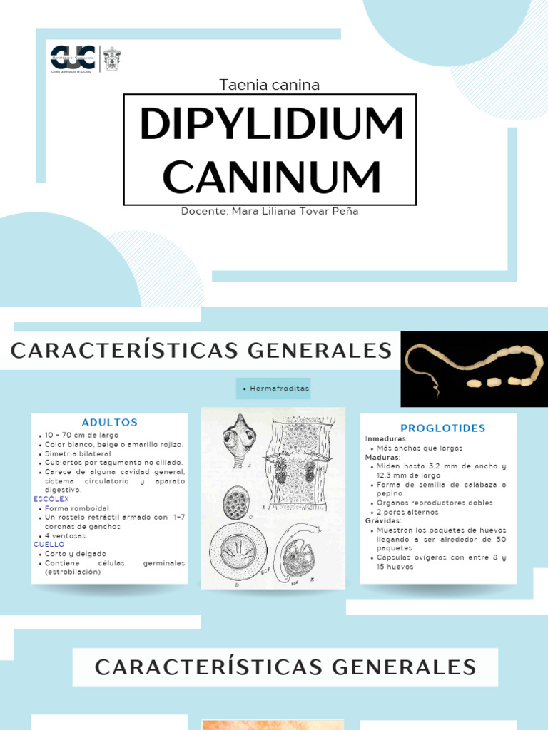 Morfología y tratamiento de Dipylidium caninum | PDF | Medicina CLINICA ...