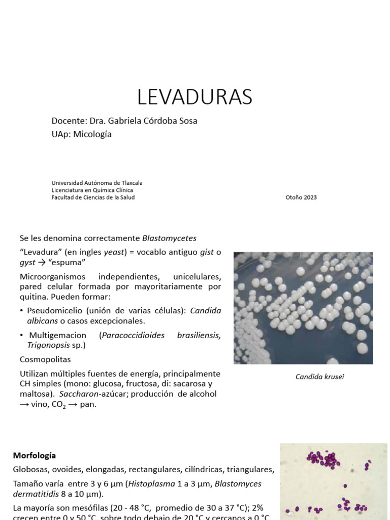 Levaduras Pdf Levadura Hongo