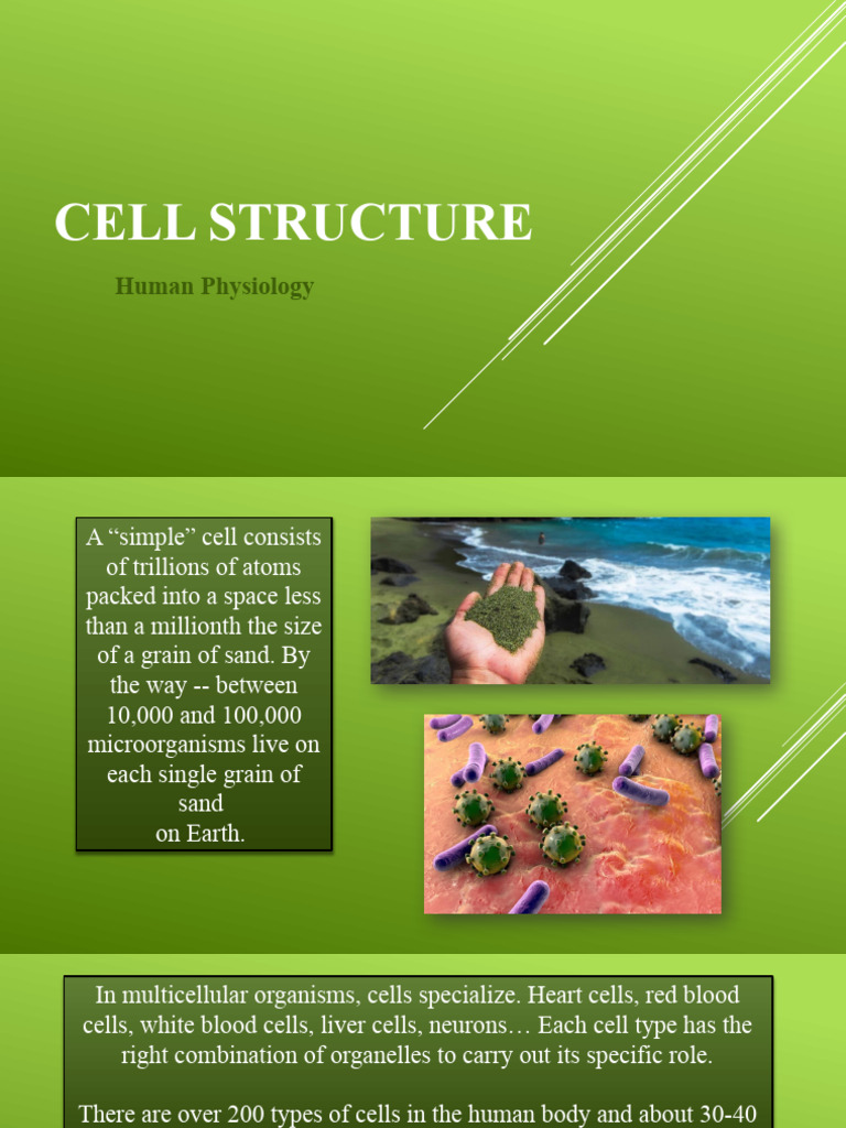 Cell Structure | Download Free PDF | Cell (Biology) | Endoplasmic Reticulum