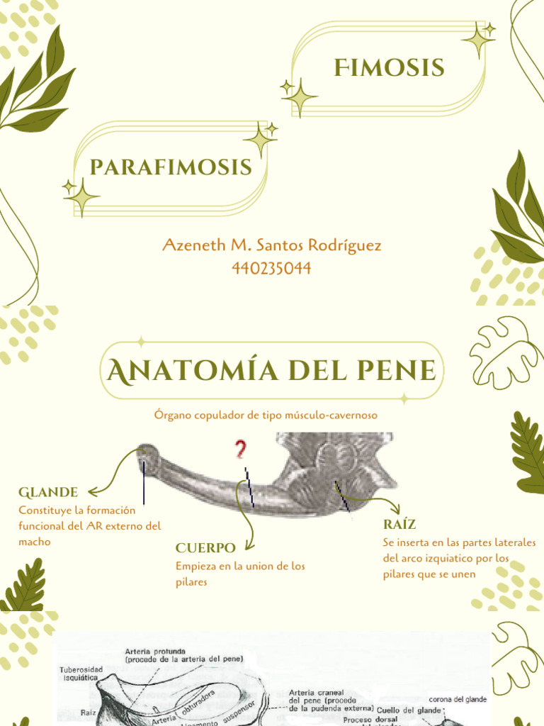 Fimosis y Parafimosis en el Pene | PDF | Pene | Sistema genitourinario