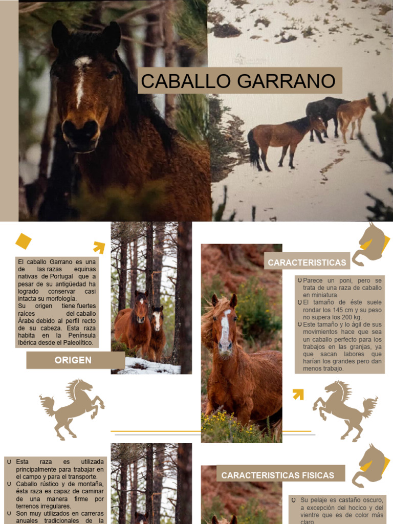 Caballo Garrano | PDF | Caballos | Poni