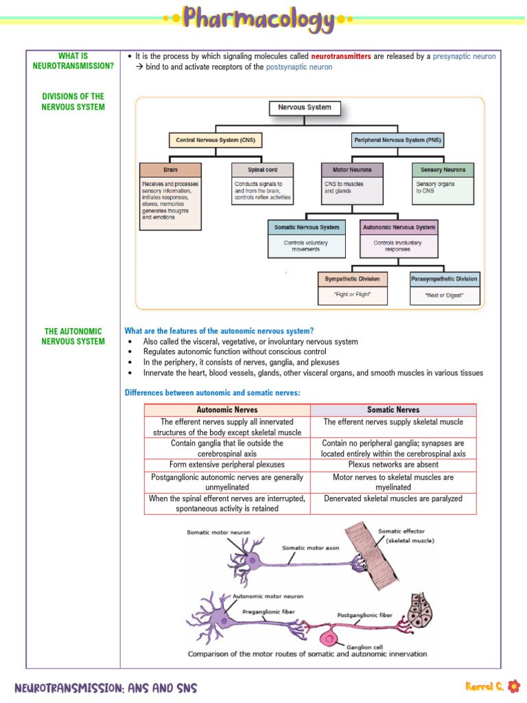 Pharma - Neurotransmission Ans and Sns | PDF | Autonomic Nervous System | Acetylcholine