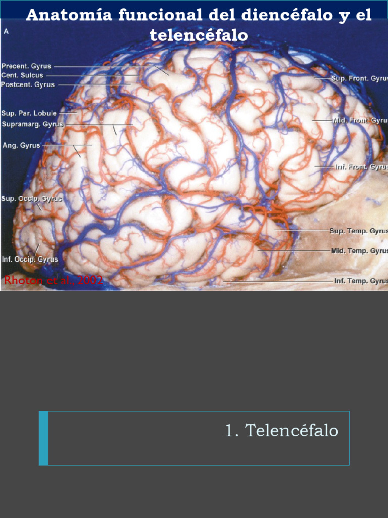Tema 12 - Anatomía Funcional Del Telencéfalo y El Diencéfalo | PDF | Ganglios basales | Corteza ...