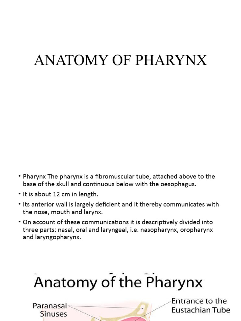 Anatomy of Pharynx | Download Free PDF | Larynx | Respiratory System