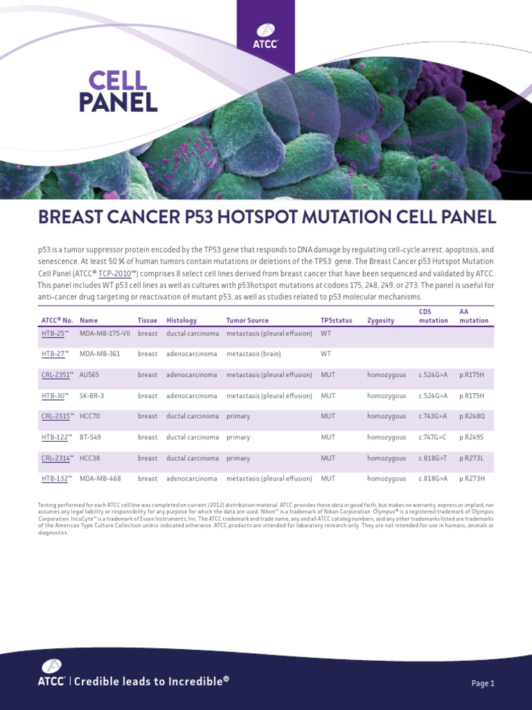 Breast Cancer p53 Hotspot Mutation Cell Panel | PDF | P53 | Metastasis