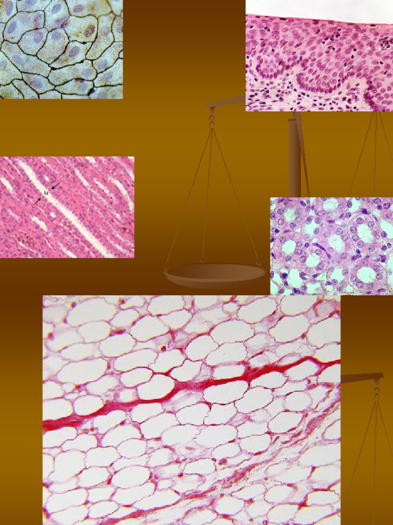 Cell Tissue Types | PDF | Epithelium | Connective Tissue