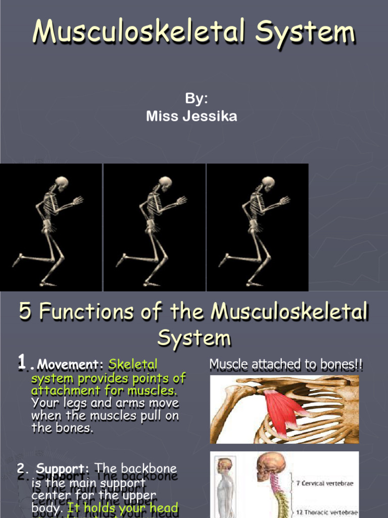 Human Musculoskeletal System | PDF | Skeleton | Skull
