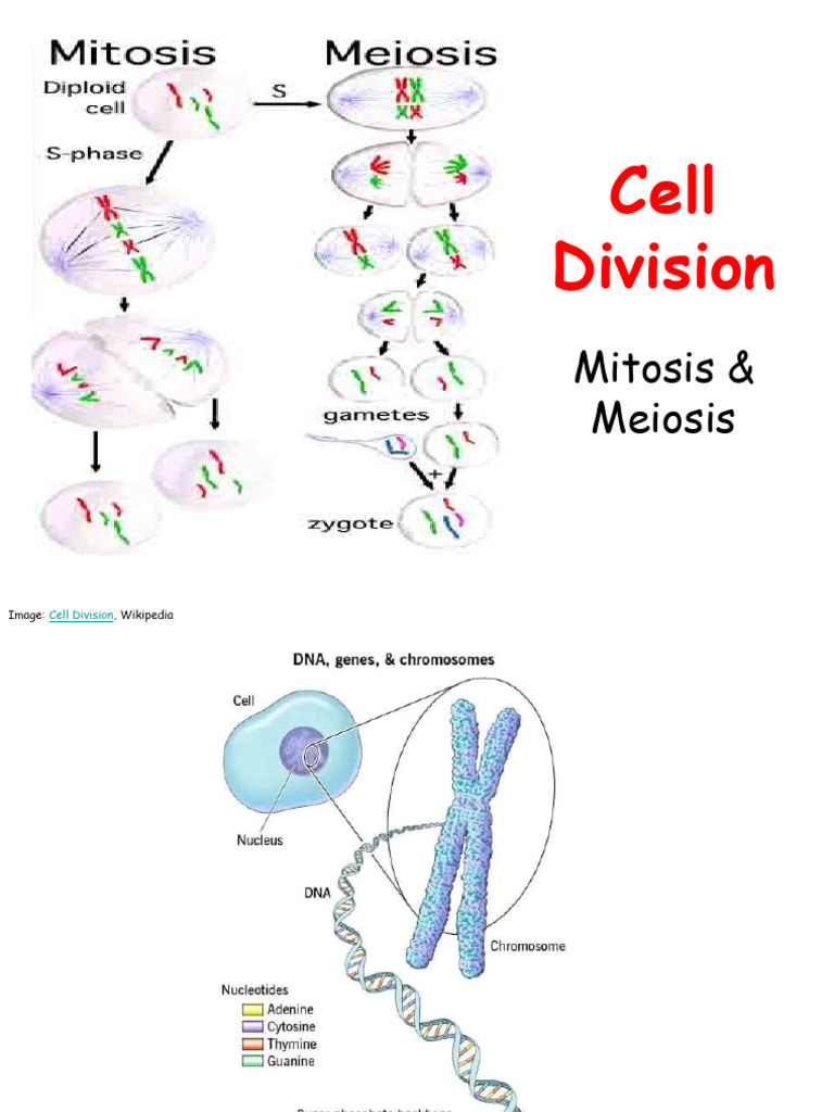 Cell Division Mitosis Meiosis | PDF | Ploidy | Meiosis