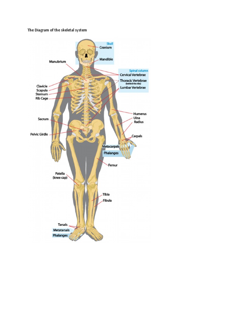 Structure and Functions of The Skelital System | PDF | Skeleton | Bone