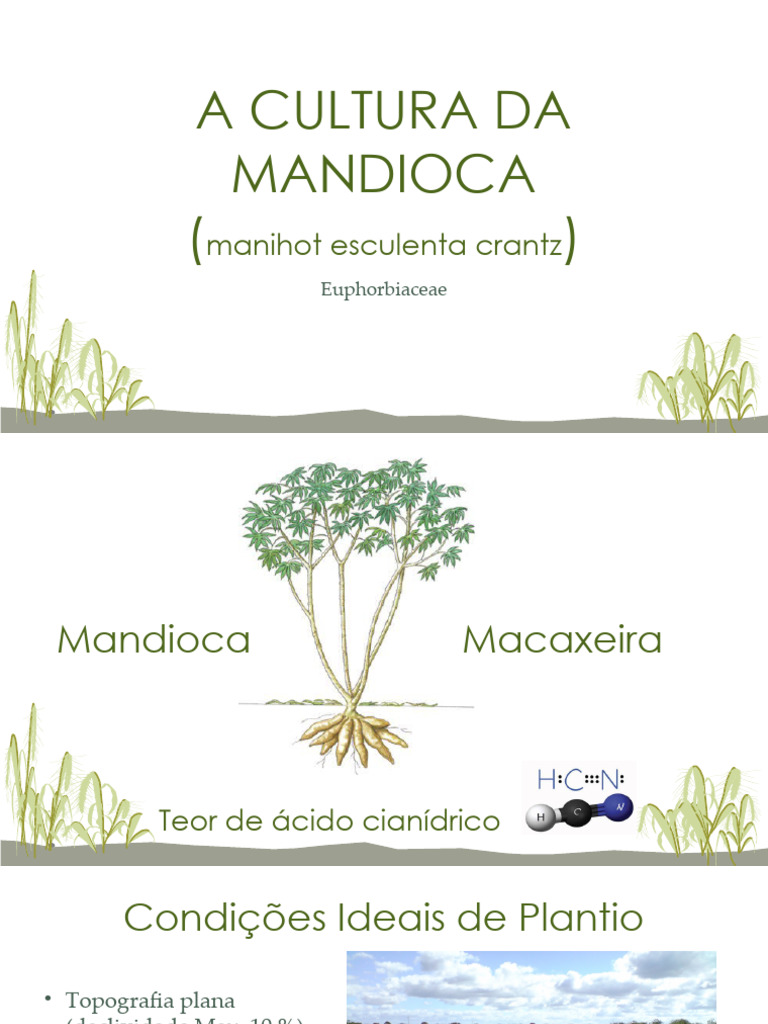 Mandiocultura A Cultura Da Mandioca | PDF | Fertilizante | Plantas