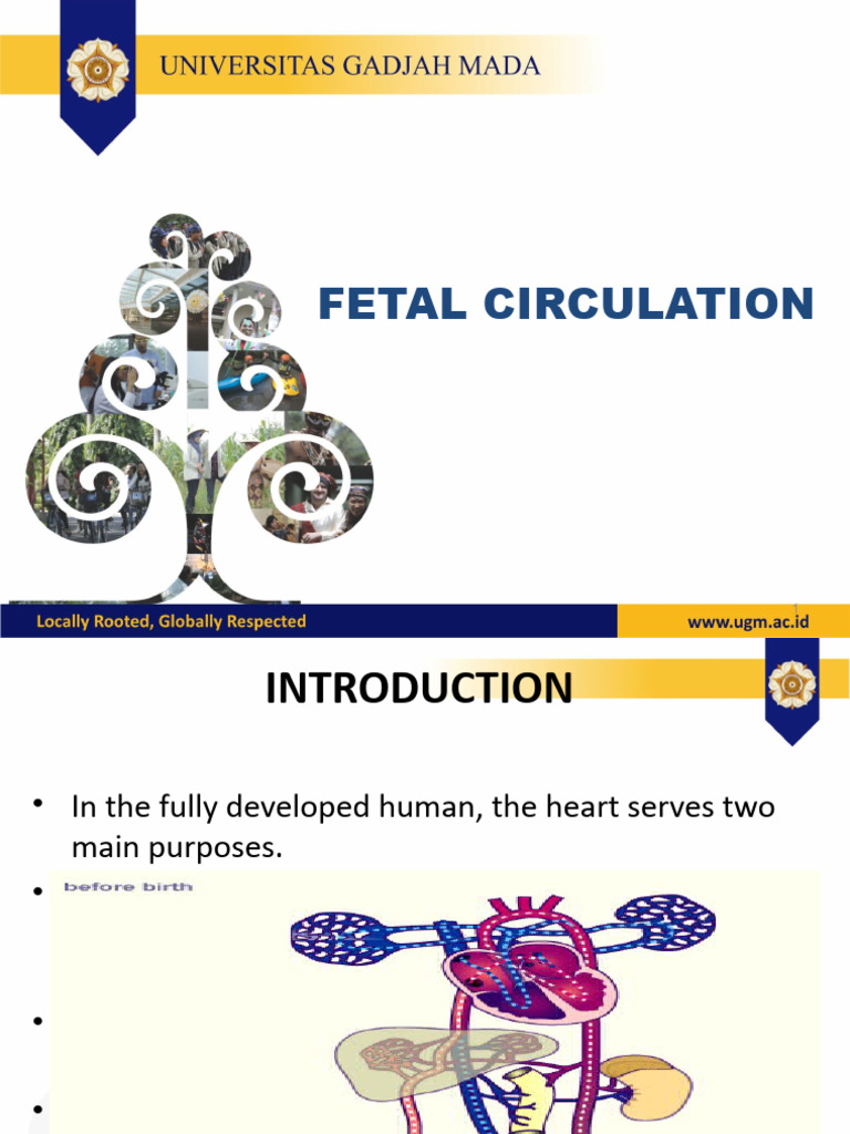 Fetus Circulation Lecture | PDF | Fetus | Atrium (Heart)