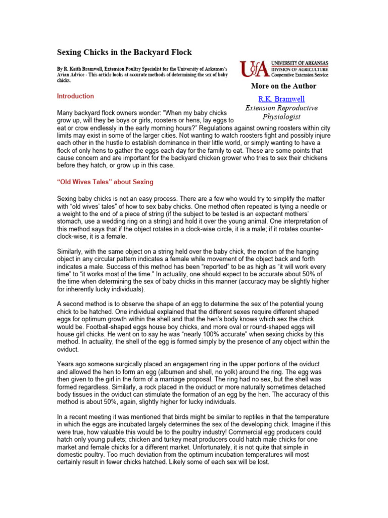 Sexing Chicks in The Backyard Flock | PDF | Chicken | Egg