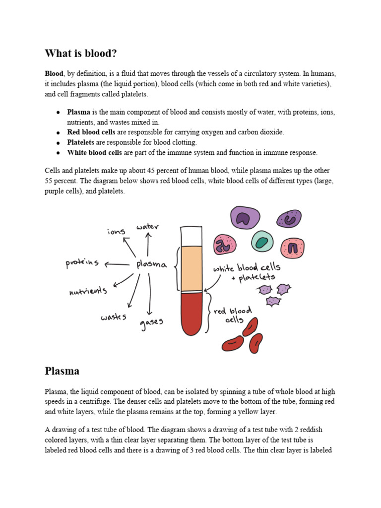 Blood | PDF | Red Blood Cell | Blood
