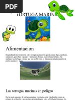 Ciclo de Vida de Las Tortugas Marinas | PDF | Tortuga marina | Tortuga