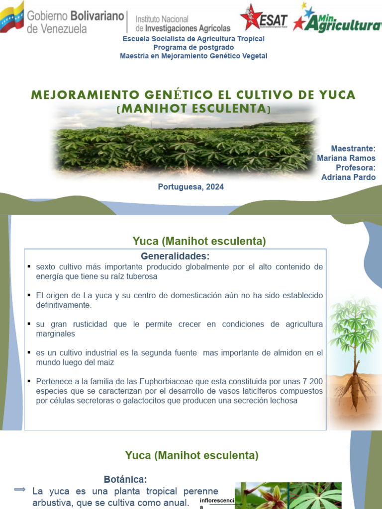 Presentacion de M.G de La Yuca | PDF | Nutrición | Dieta y nutrición