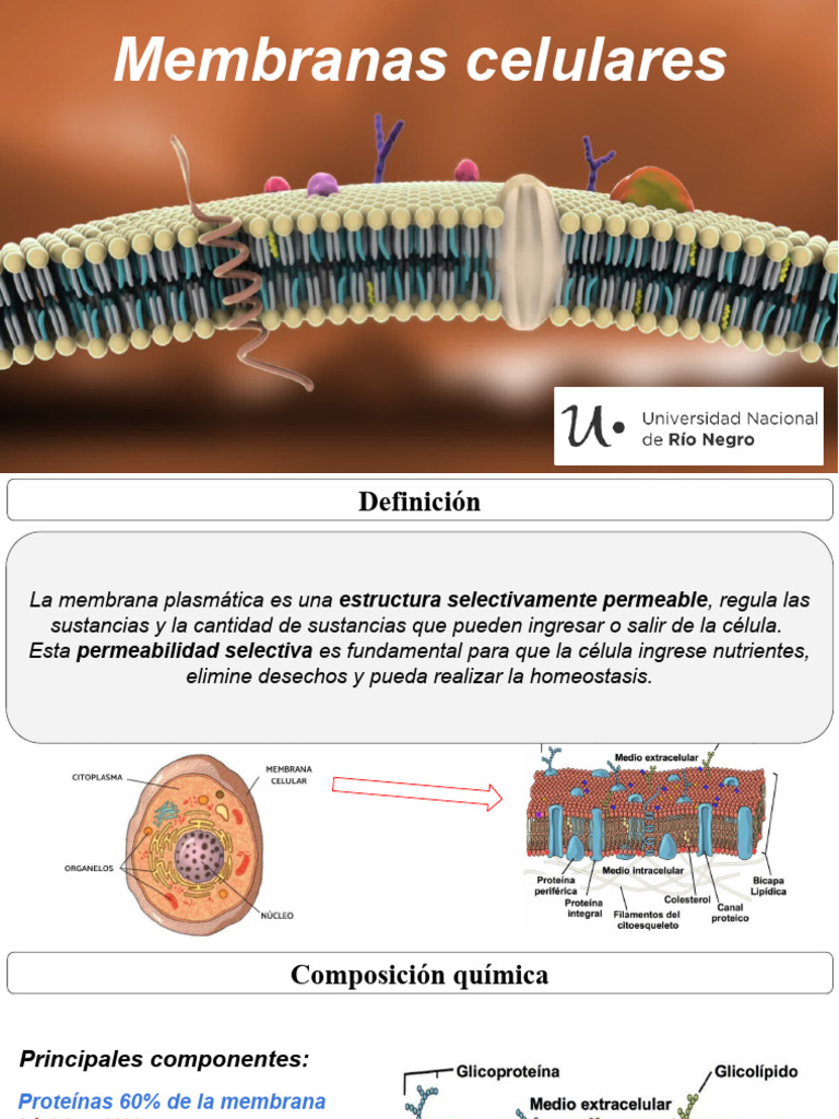 Membranas Celulares | PDF