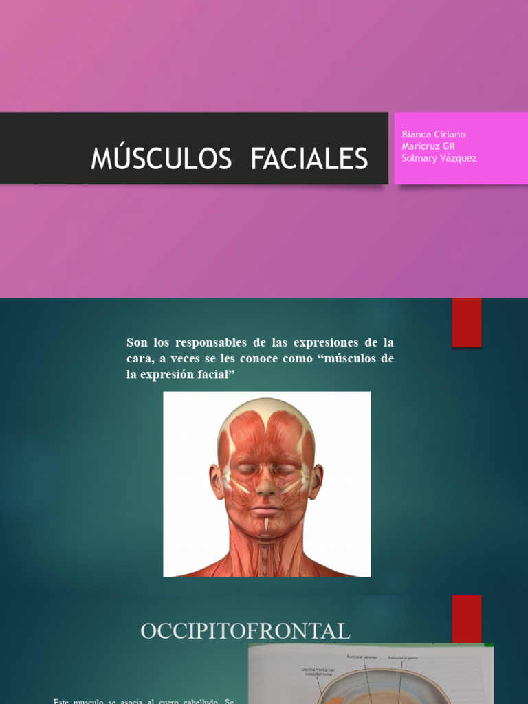 Músculos Faciales | Descargar gratis PDF | Anatomía humana | Cabeza y cuello humanos