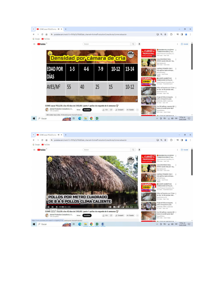 Informacion Completa de Cria de Pollos | PDF